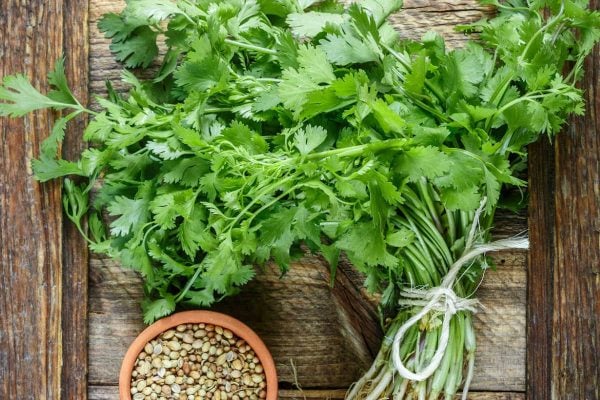 Chervil Substitutes - 11 of the Best Replacements - Savor + Savvy