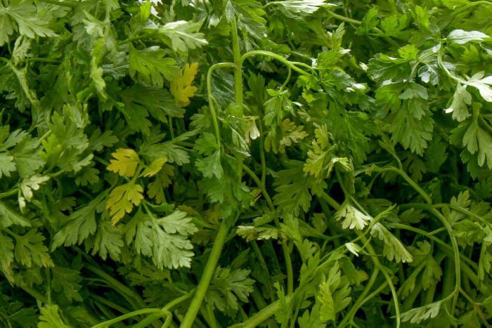Tarragon Substitutes | 8 Best Alternatives - Savor + Savvy