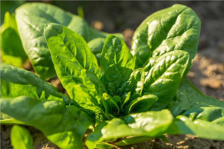 Chervil Substitutes - 11 of the Best Replacements - Savor + Savvy